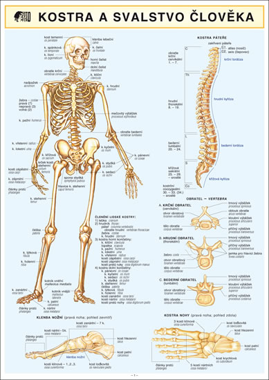 KOSTRA SVALSTVO ČLOVĚKA A4 Barbora Dančová | Knihkupectví Daniela
